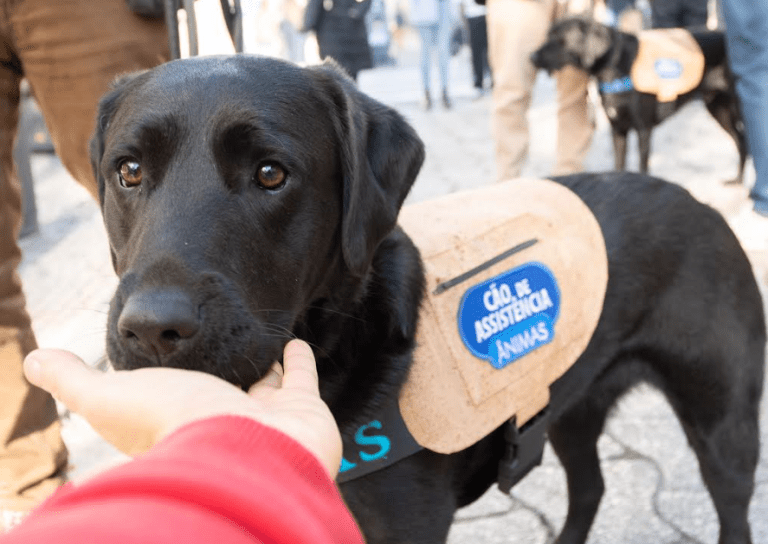 UPPARTNER TORNA-SE PARCEIRA DA ÂNIMAS - Ânimas - Blog